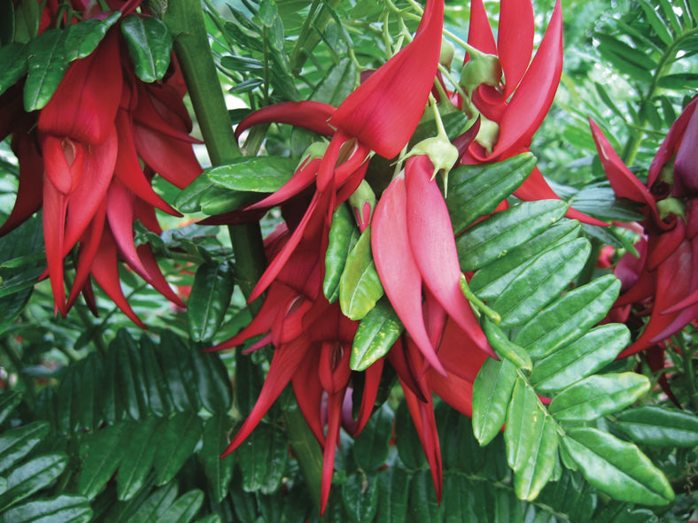 Red Kaka Beak – Egmont Seeds