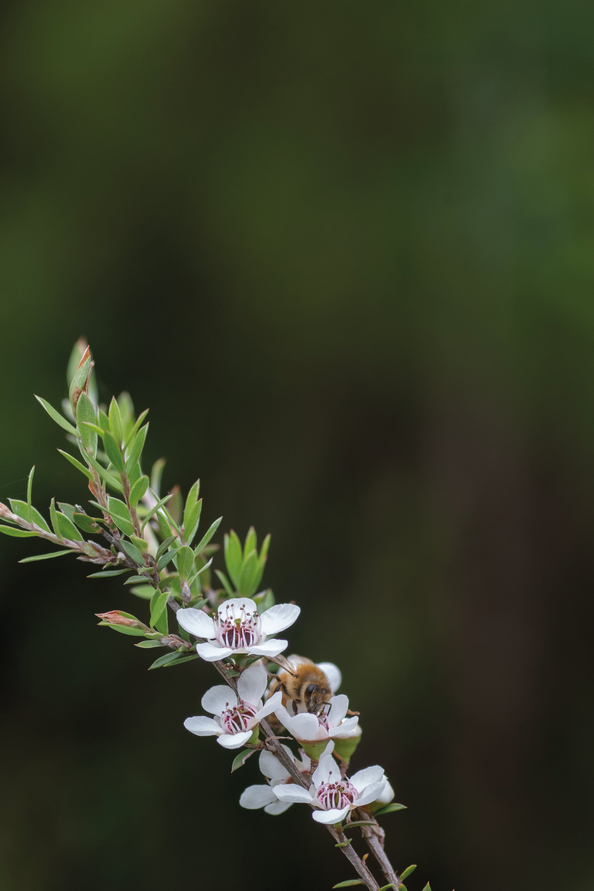 Manuka – Egmont Seeds