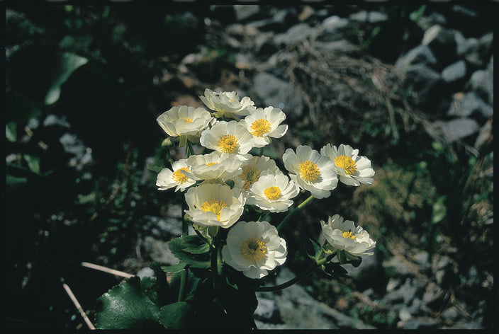 Mt Cook Lily – Egmont Seeds