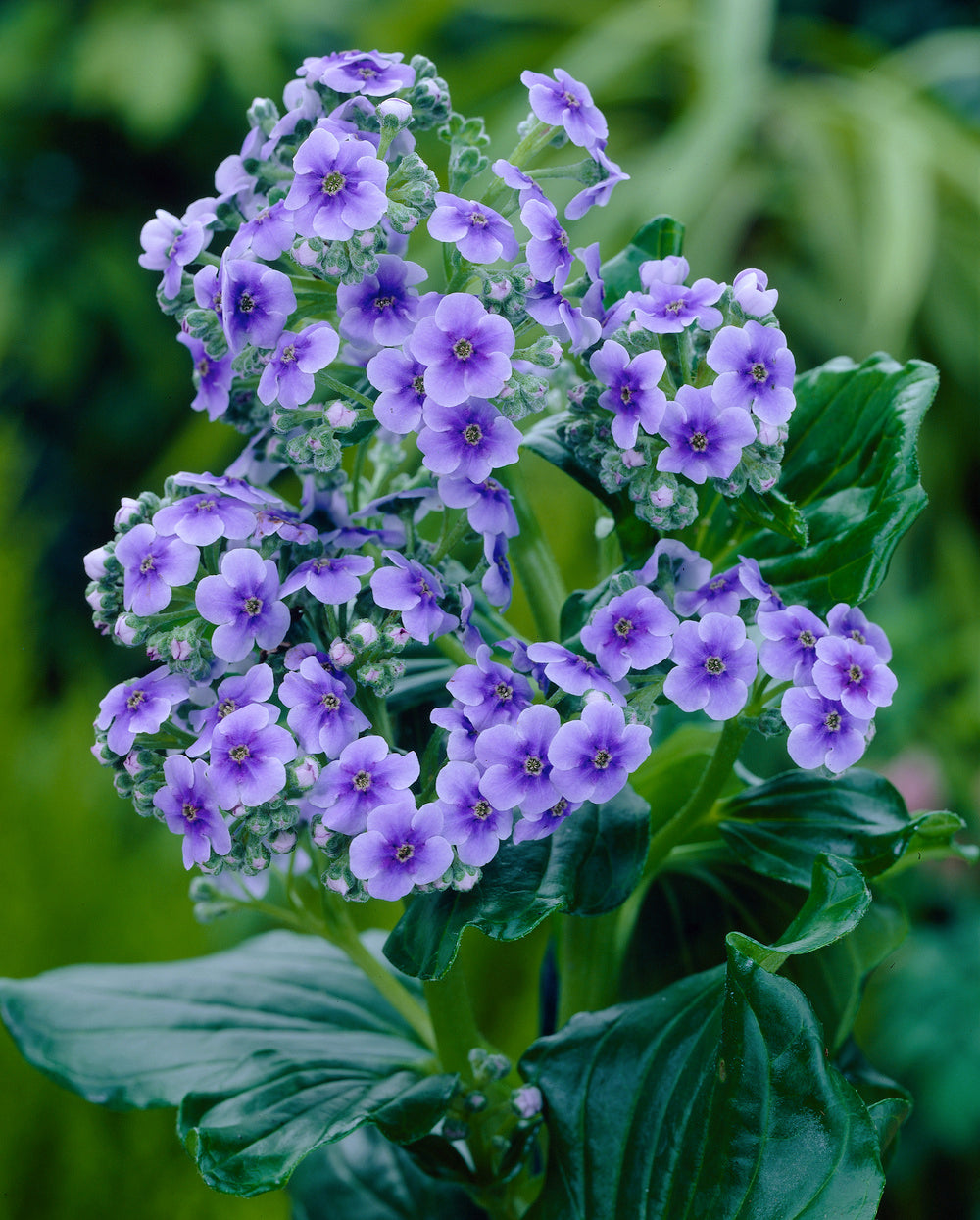 New Zealand Natives – Egmont Seeds