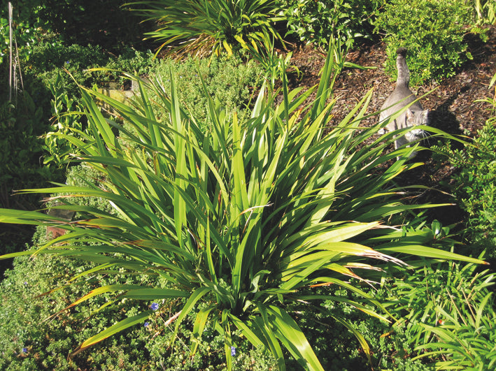 New Zealand Natives – Egmont Seeds