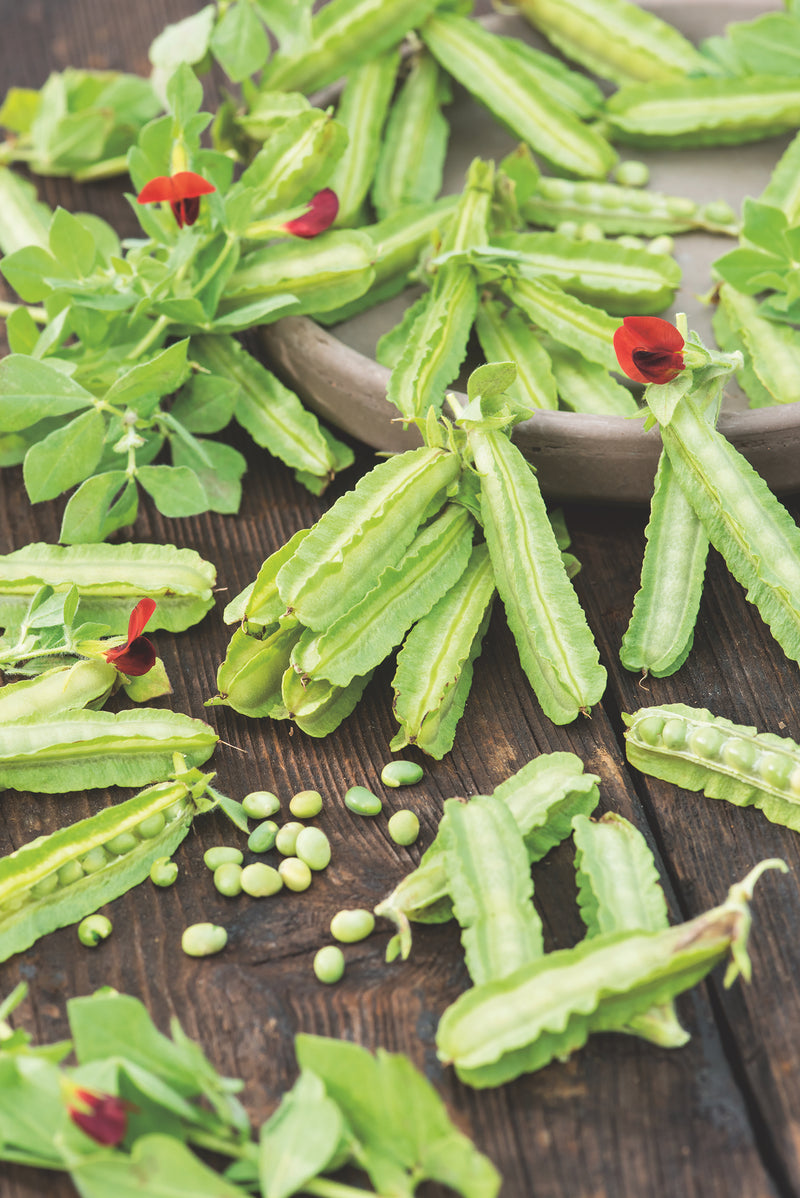 Vegetables – Egmont Seeds