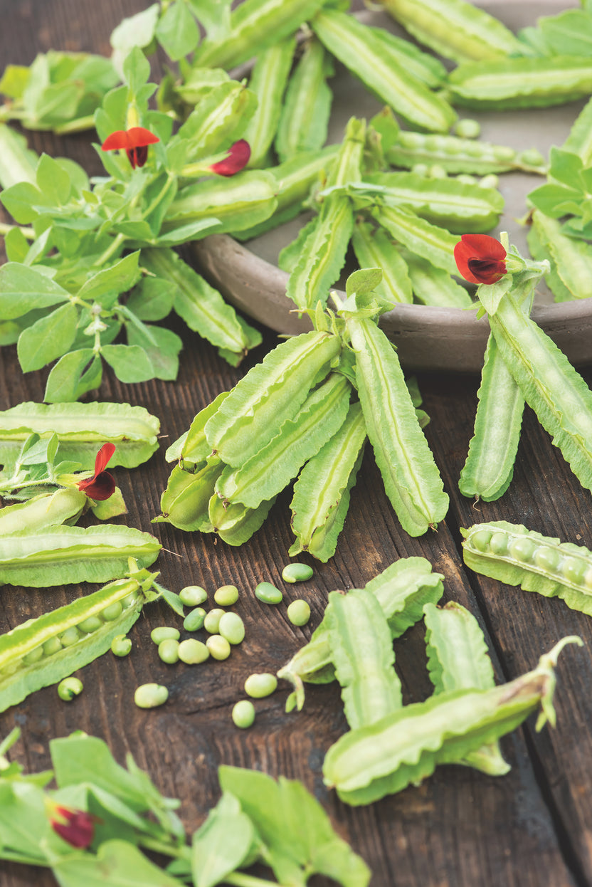 Vegetables – Egmont Seeds