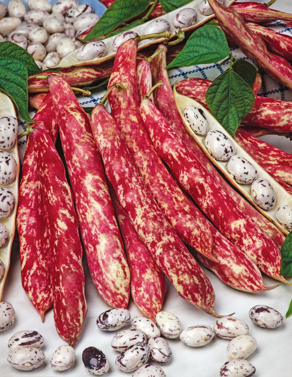 Bean Borlotti Red Rooster – Egmont Seeds