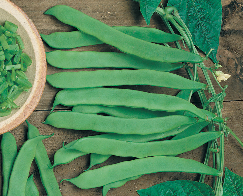 Vegetables – Egmont Seeds