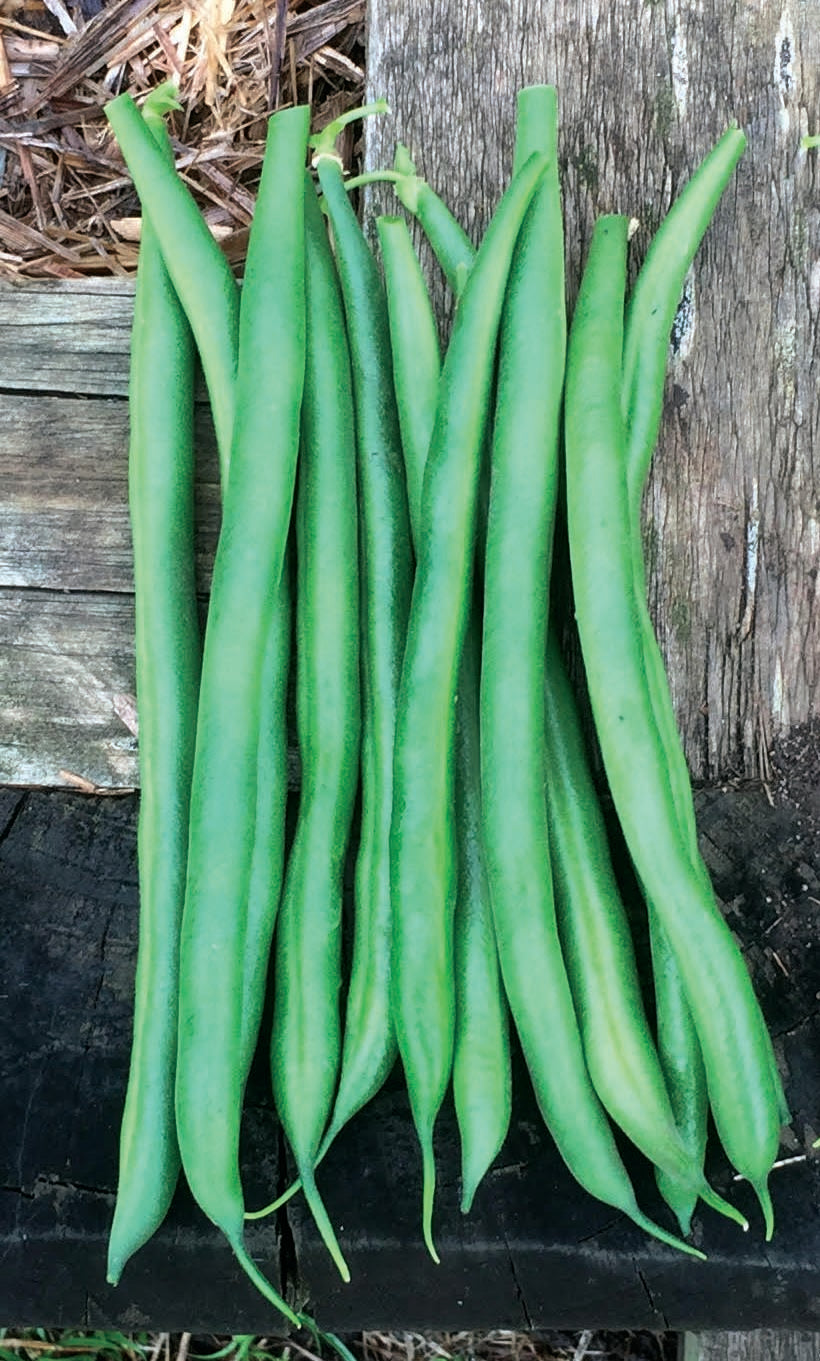 Free Seeds (For the choosing) – Page 12– Egmont Seeds