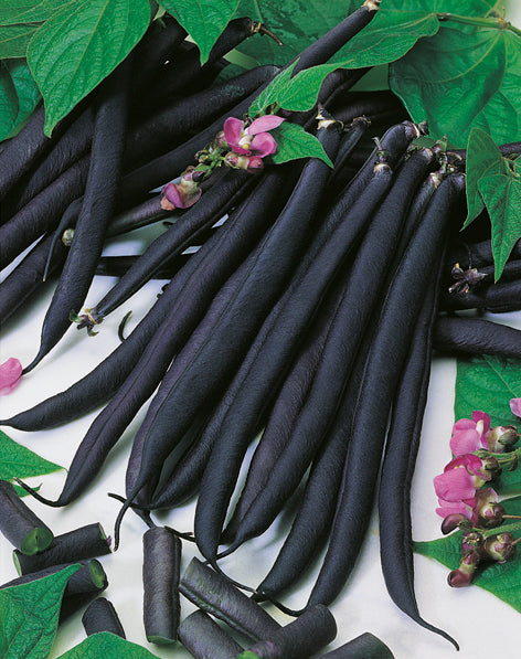 Beans Climbing Purple – Egmont Seeds