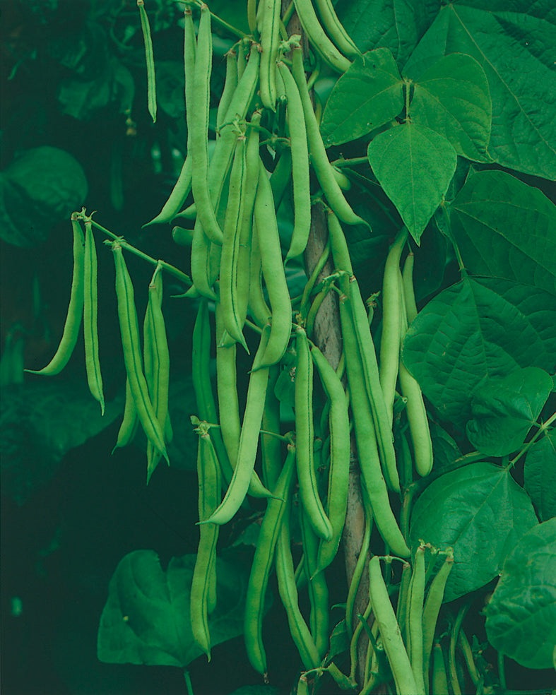 Beans Climbing Cobra – Egmont Seeds