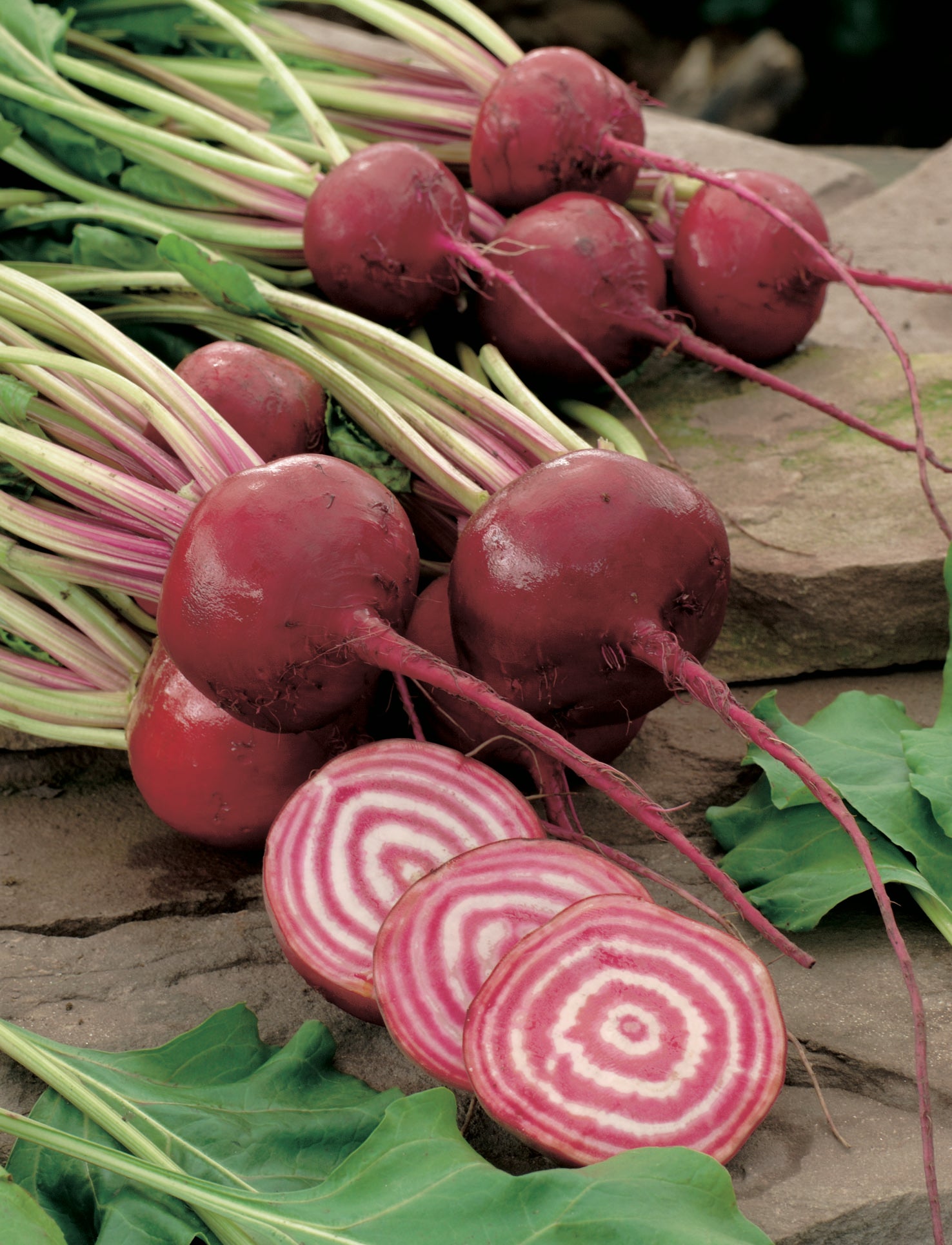 Beetroot Chioggia – Egmont Seeds