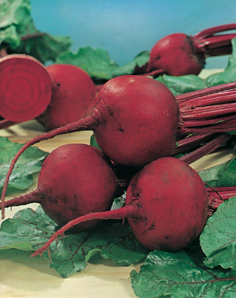 Beetroot Detroit – Egmont Seeds