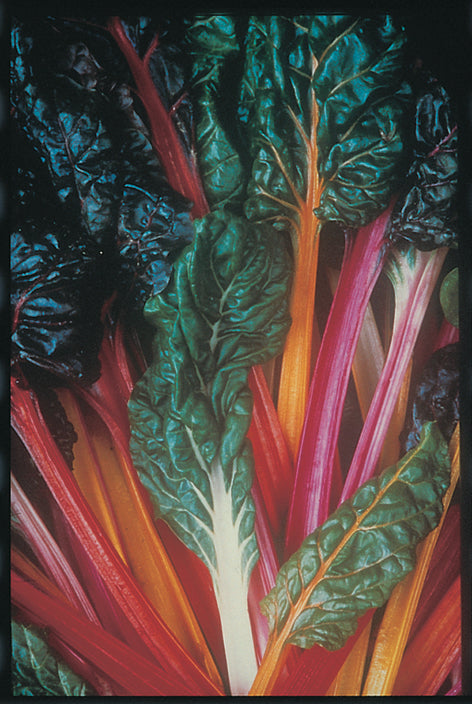 Silverbeet Brightlights – Egmont Seeds
