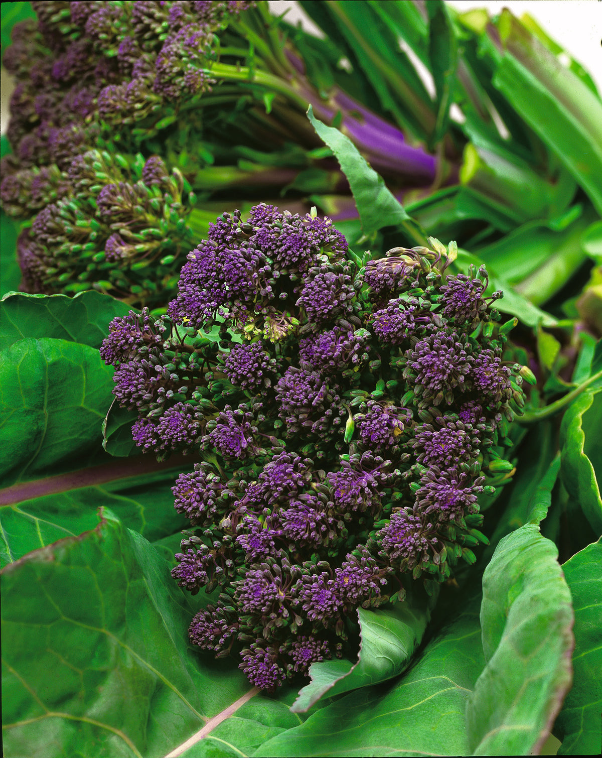 Broccoli Sprouting Purple Summer – Egmont Seeds