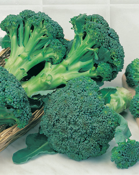 Broccoli De Cicco – Egmont Seeds