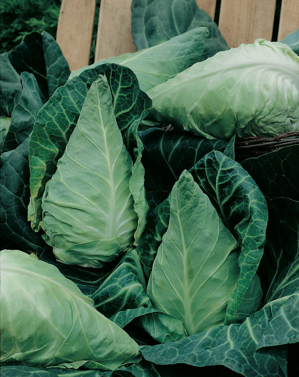Cabbage FOS Pyramid F1 Hybrid – Egmont Seeds