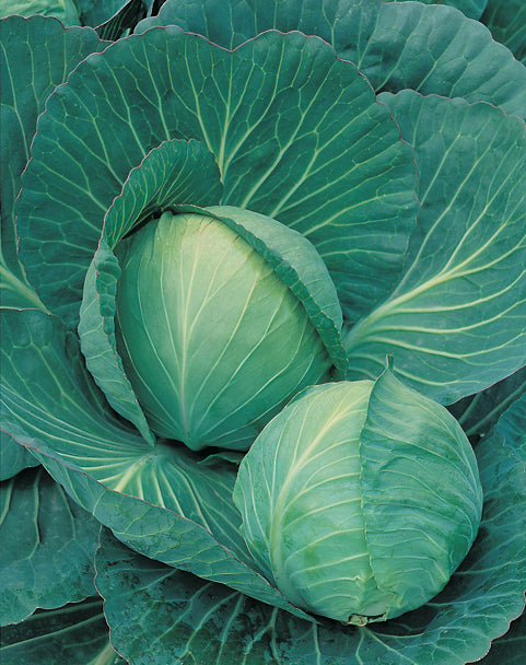 Cabbage Ranfurly Mini F1 Hybrid – Egmont Seeds