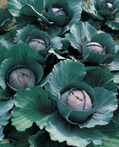 Cabbage Super Red Mini F1 Hybrid – Egmont Seeds
