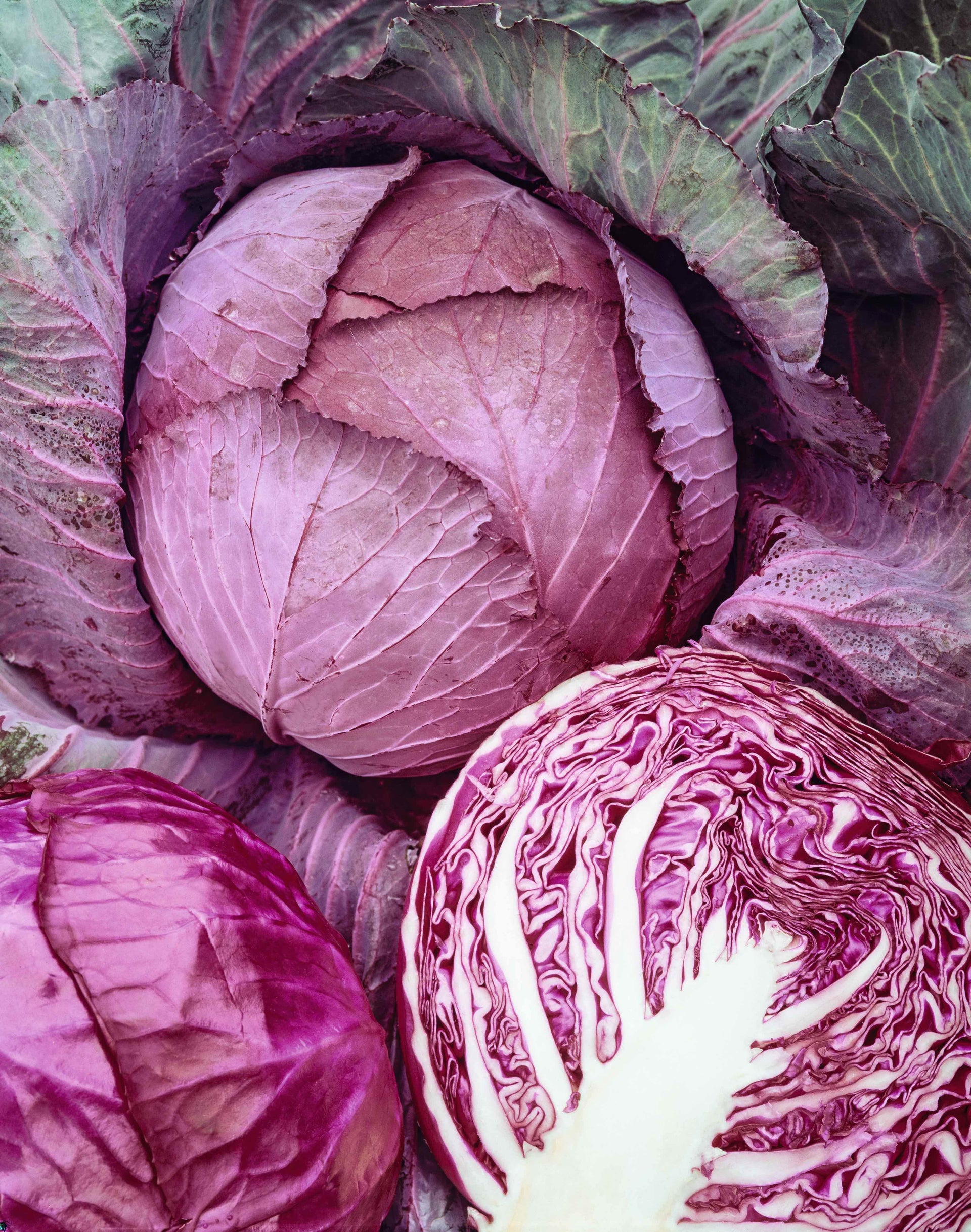 Cabbage Red Langedijker Bewaar – Egmont Seeds