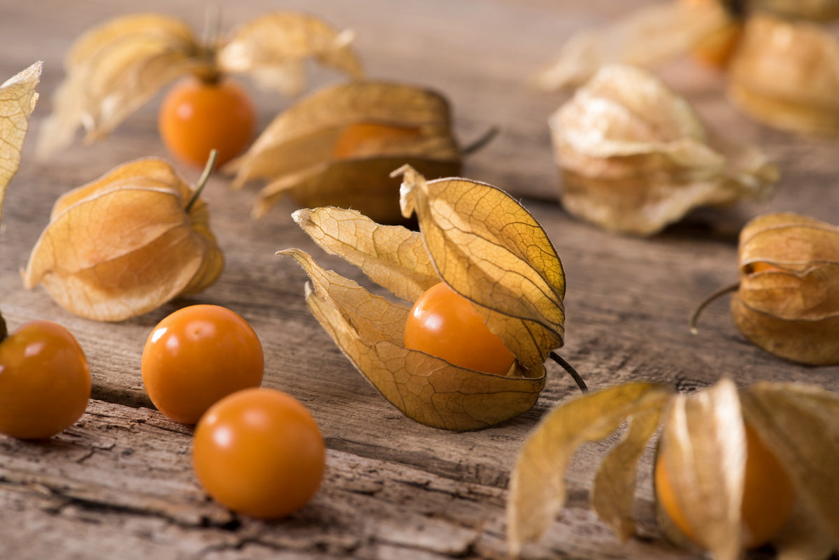 Cape Gooseberry – Egmont Seeds