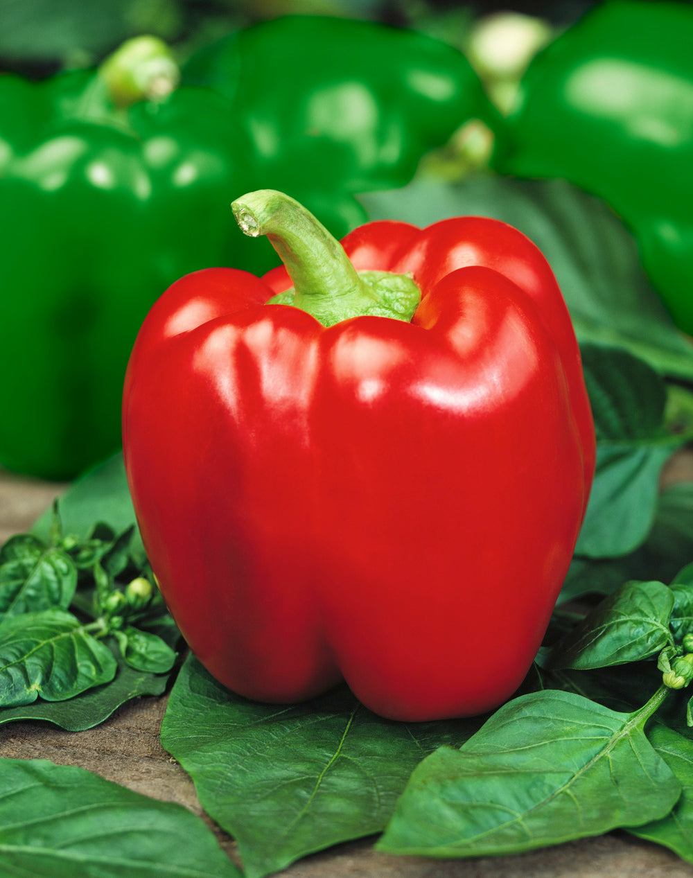 Capsicum Sweet Pepper California Wonder – Egmont Seeds