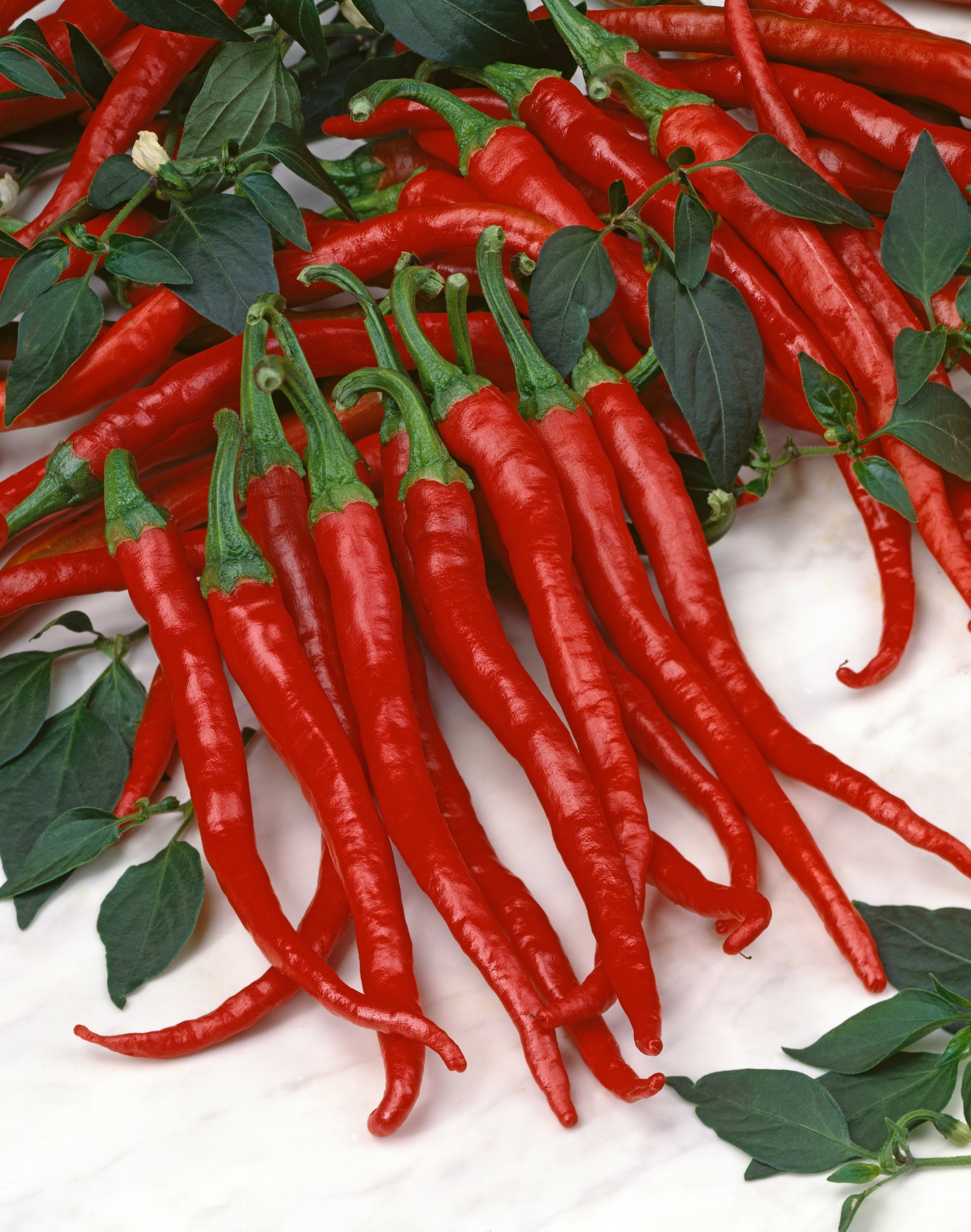 Capsicum Cayenne Anmol – Egmont Seeds