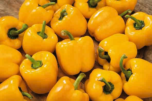 Capsicum Yellow Star F1 Hybrid – Egmont Seeds