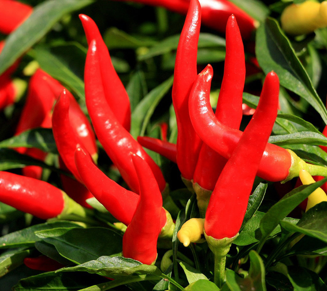 Capsicum Chilli Birdseye Shikha – Egmont Seeds