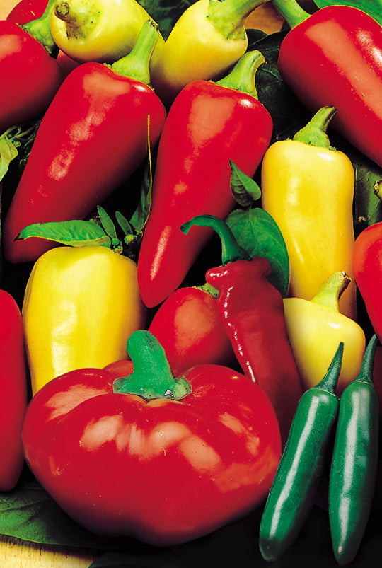 Capsicum Chilli Hot Mix – Egmont Seeds