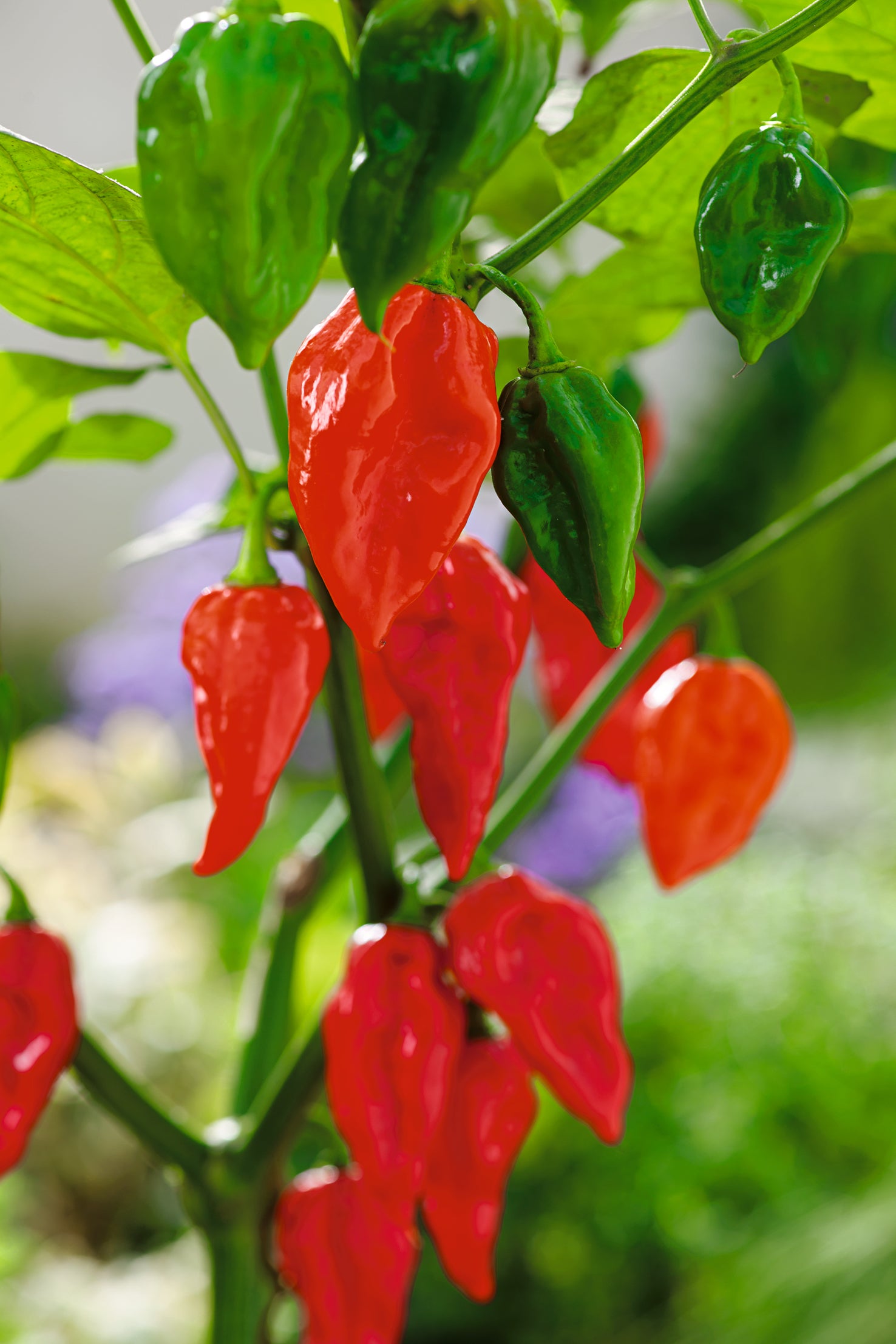 Capsicum Ghost Bhut Jolokia F1 Hybrid – Egmont Seeds