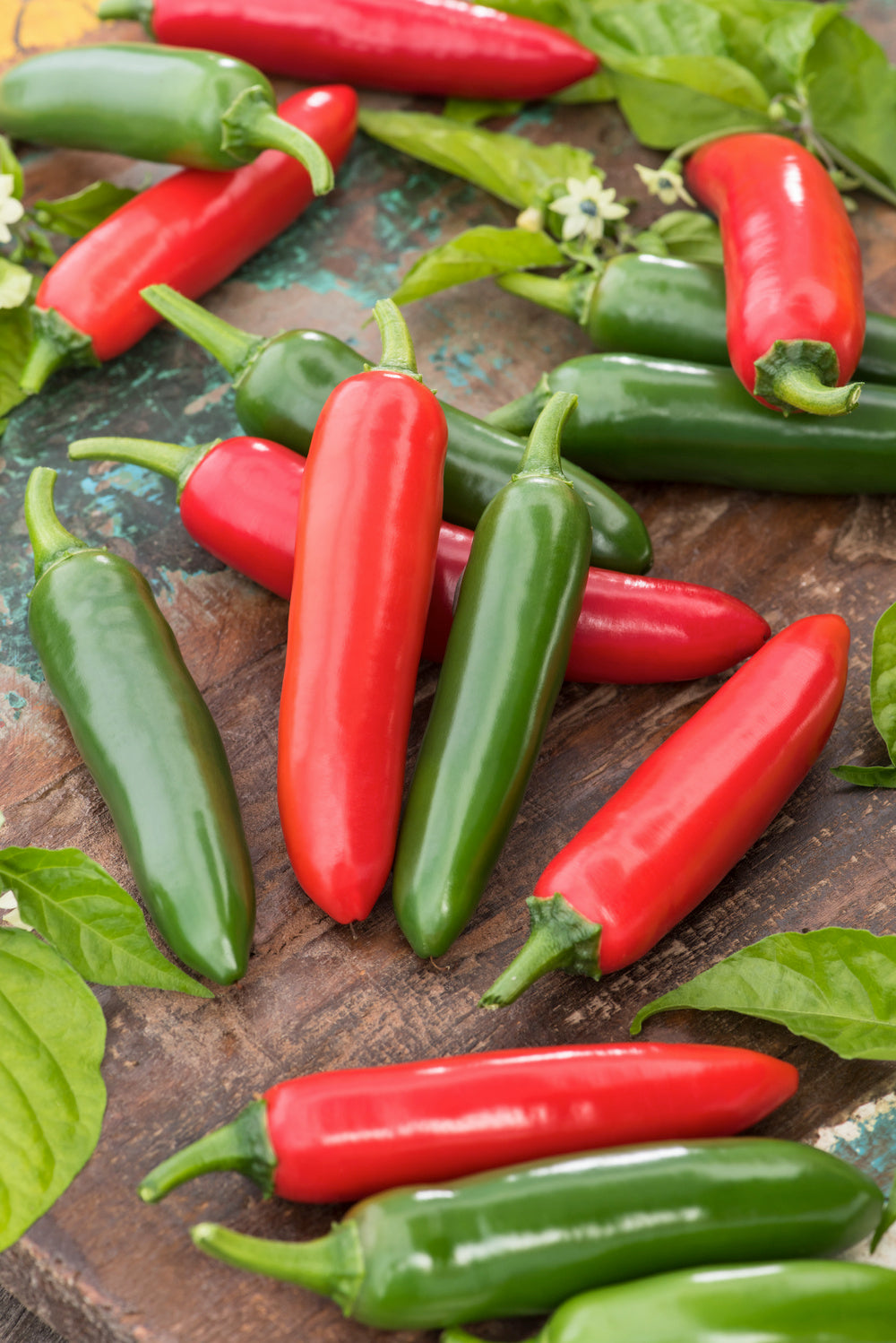 Capsicum Chilli Jalapeno – Egmont Seeds