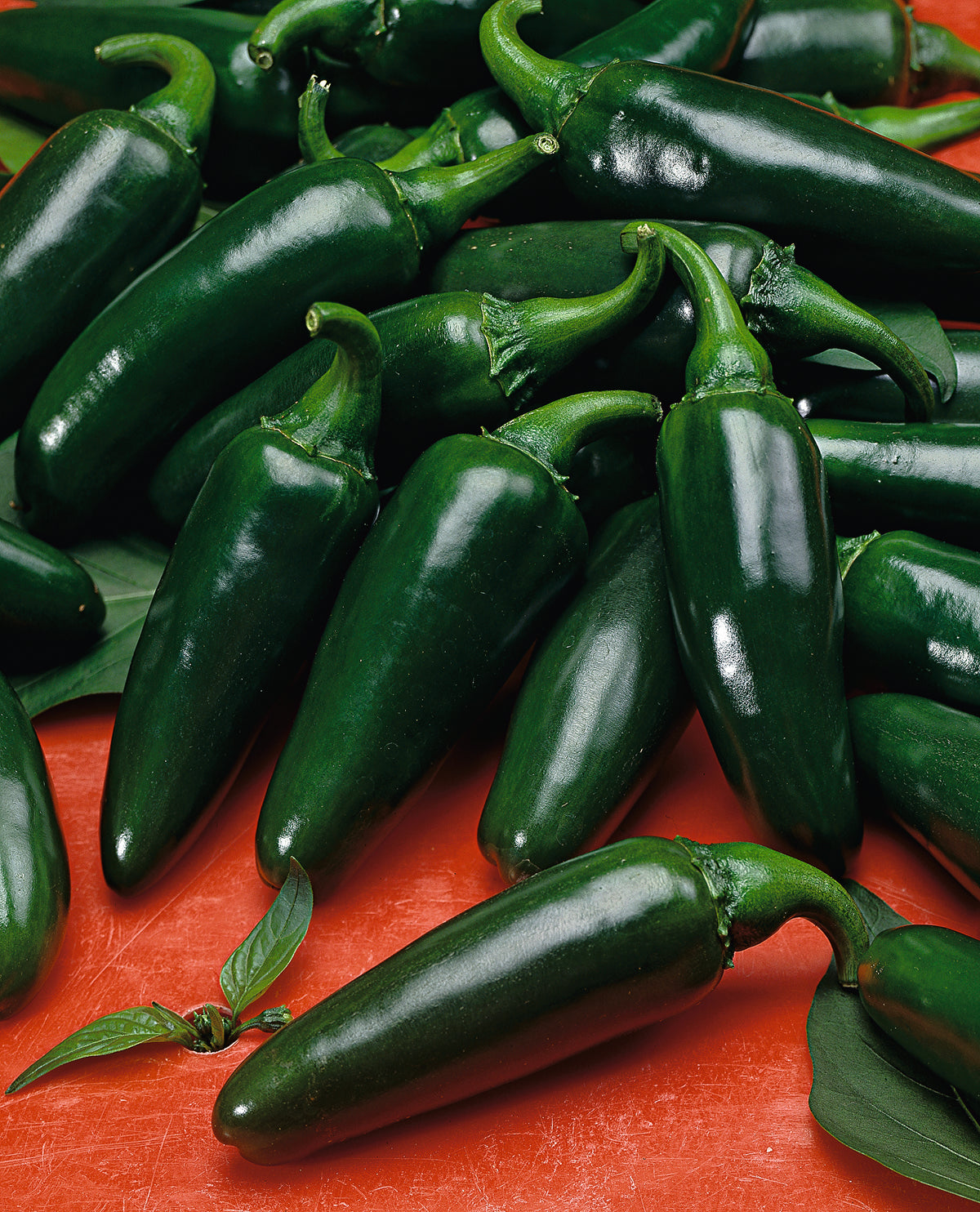 Capsicum Chilli Jalapeno Megatron F1 Hybrid – Egmont Seeds