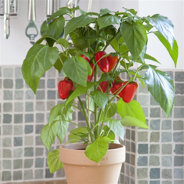 Capsicum Dwarf Snack Red F1 Hybrid – Egmont Seeds