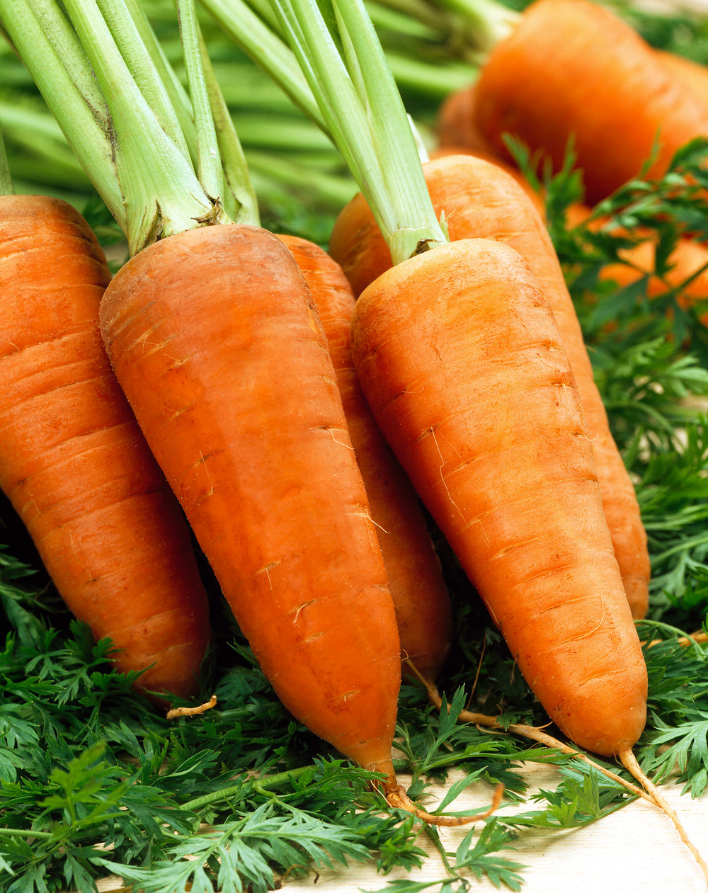 Carrot Chantenay Red Core – Egmont Seeds