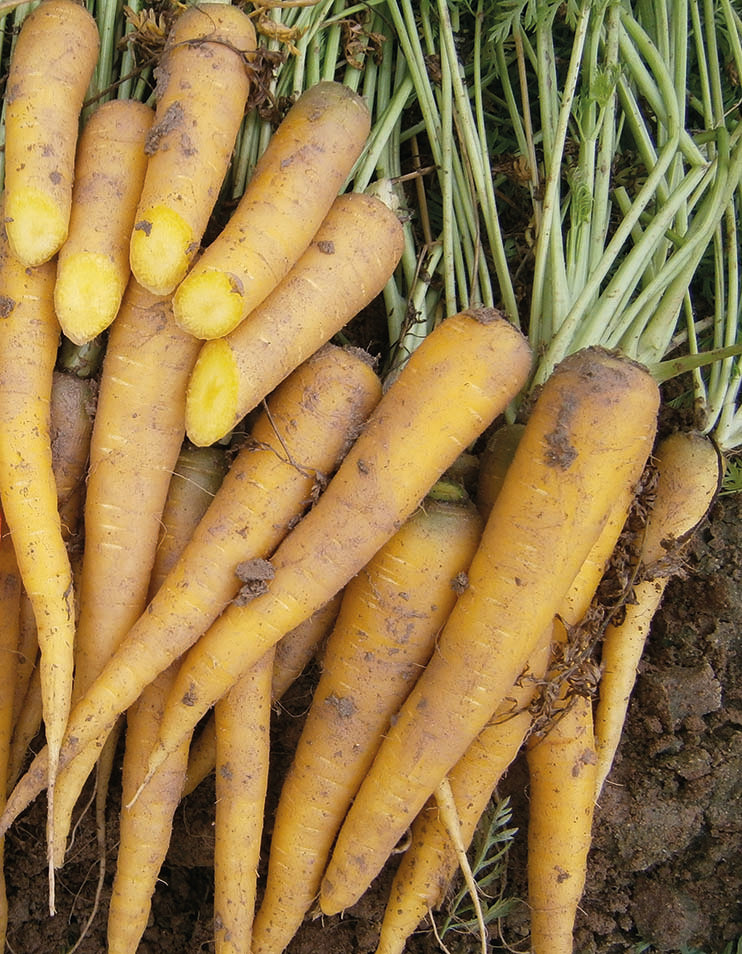 Carrot Yellow – Egmont Seeds