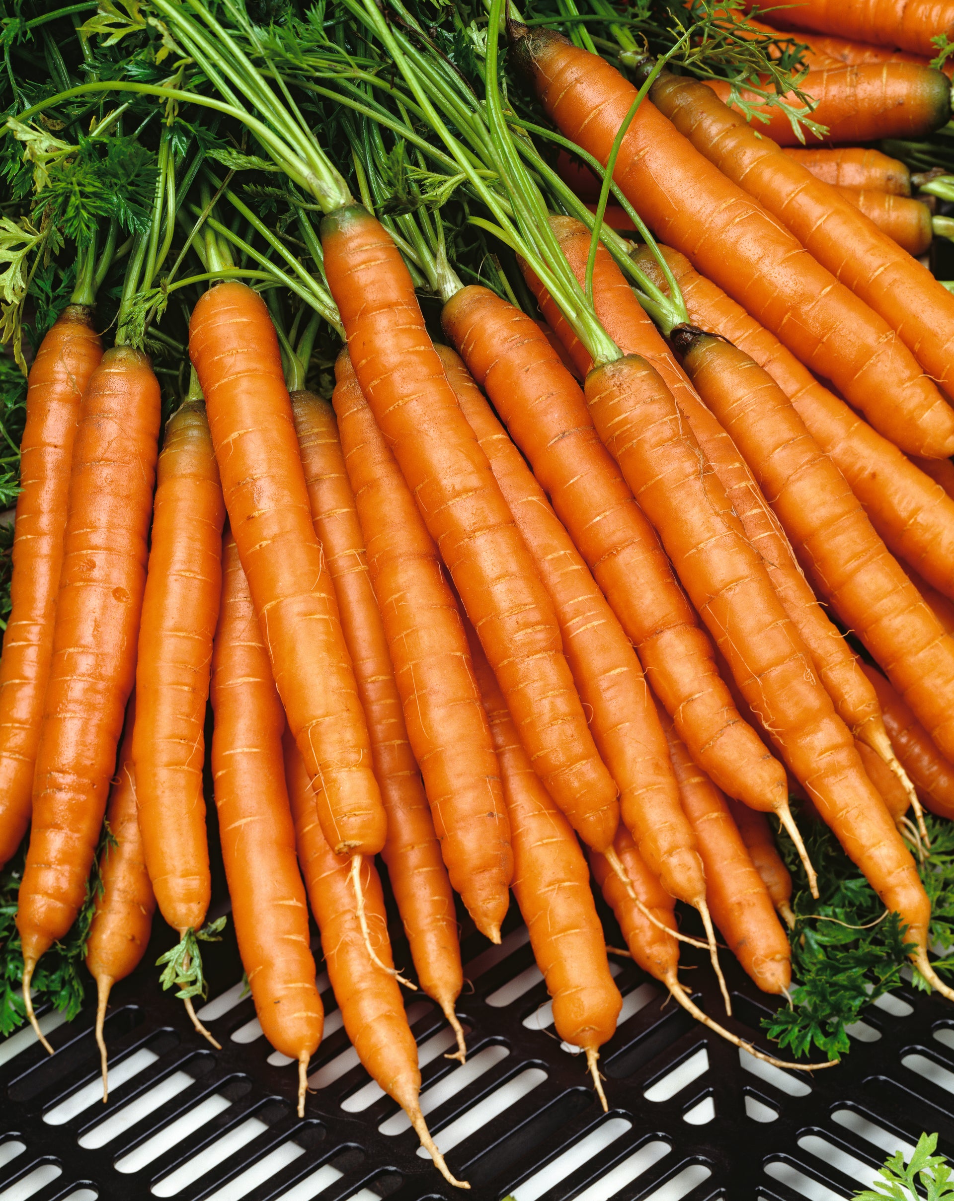 Carrot Ladies Fingers – Egmont Seeds