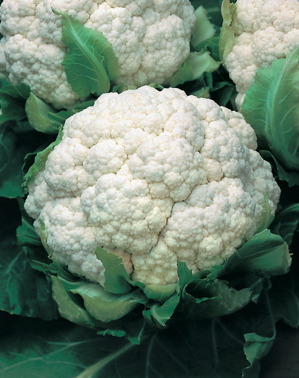 Cauliflower Clapton F1 Club Root Resistant – Egmont Seeds