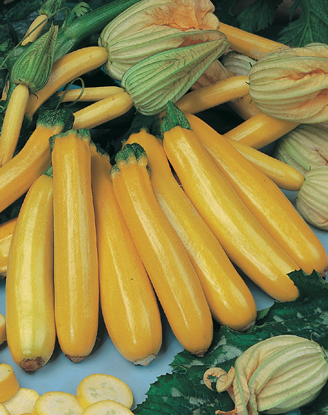 Free Seeds (For the choosing) – Page 9– Egmont Seeds