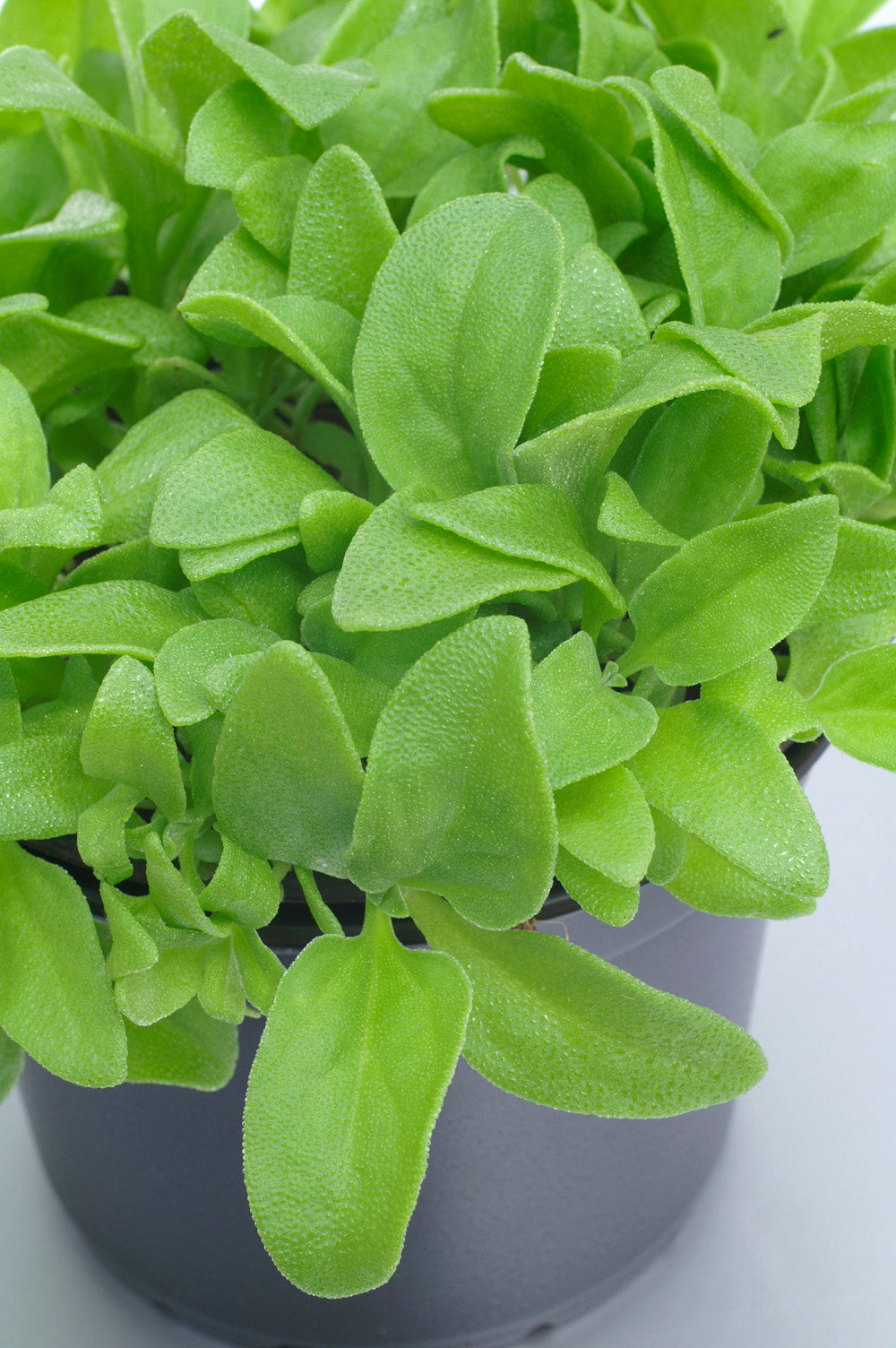 Crystal Leaf Ice Plant – Egmont Seeds