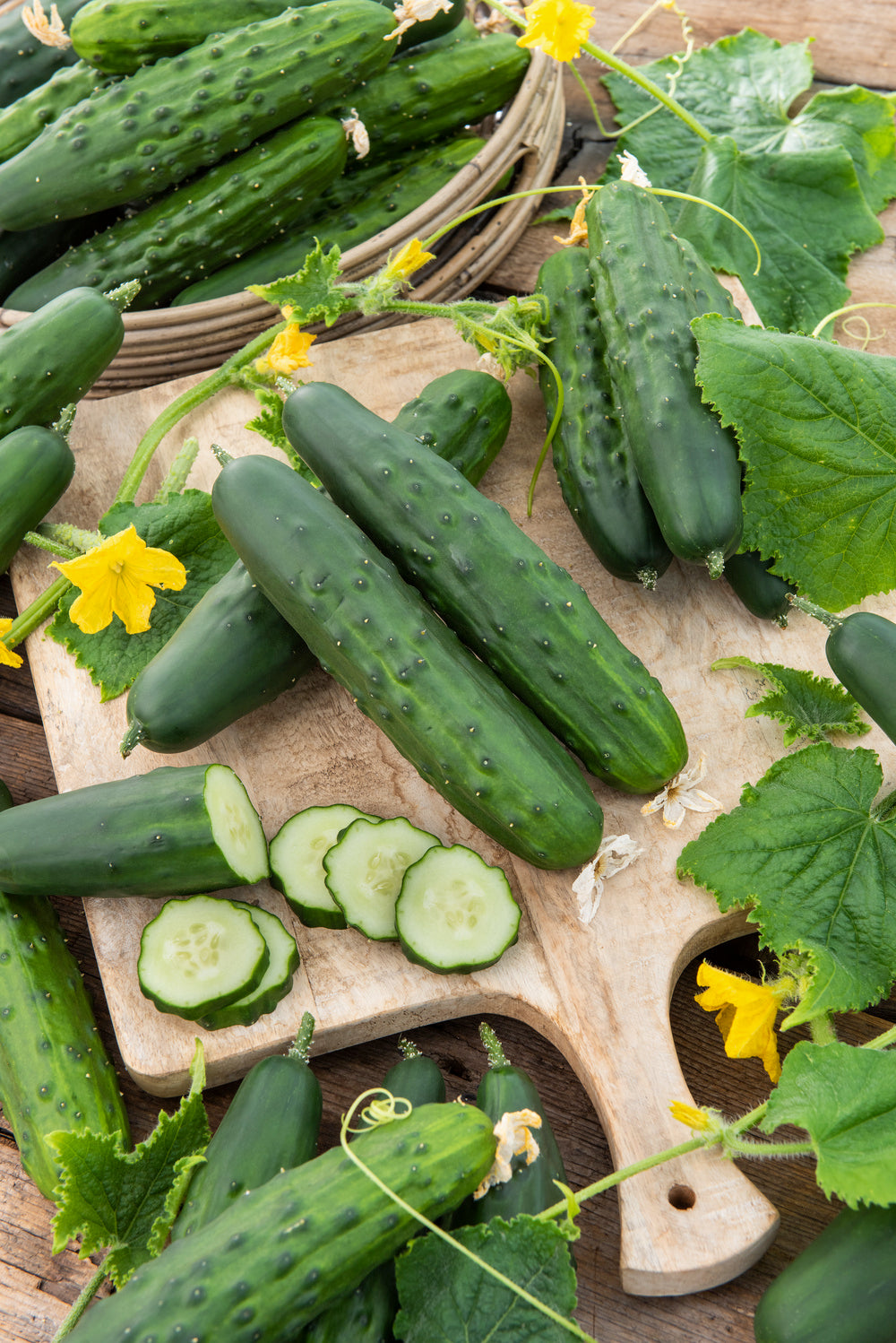 Cucumber Marketer – Egmont Seeds