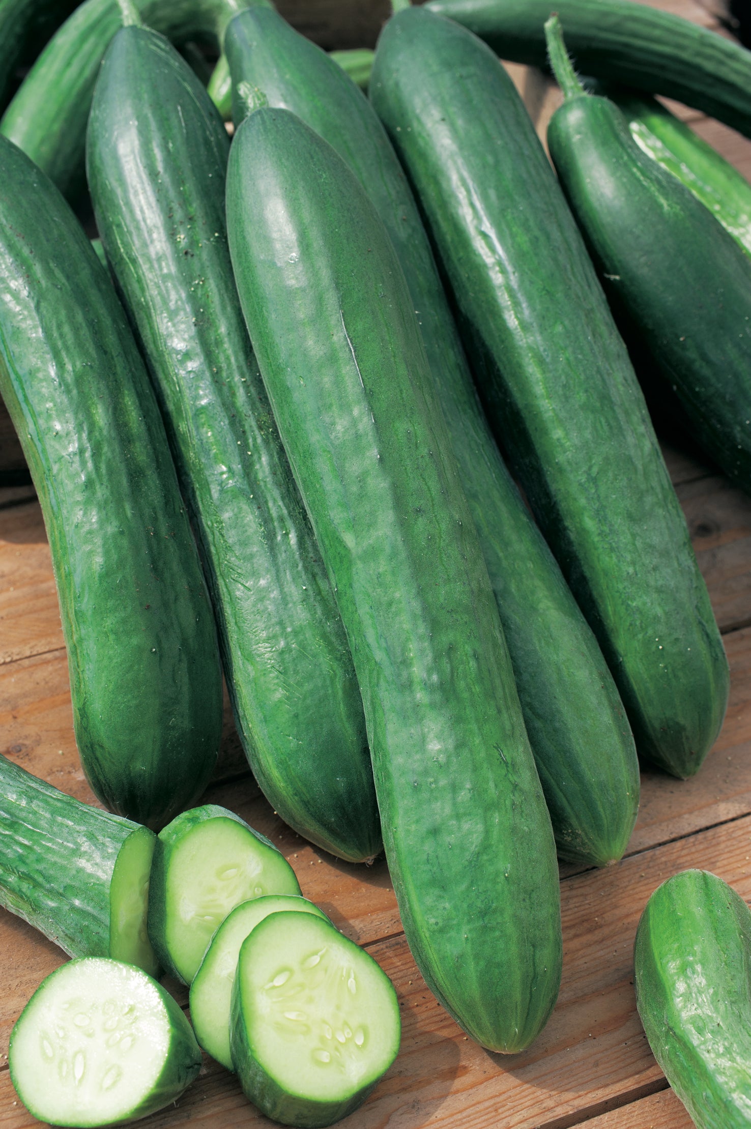 Cucumber Telegraph Louisa F1 Hybrid – Egmont Seeds