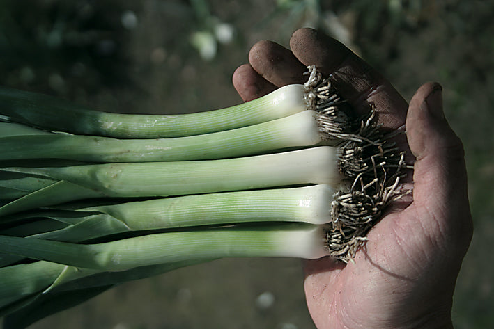 Free Seeds (For the choosing) – Page 7– Egmont Seeds