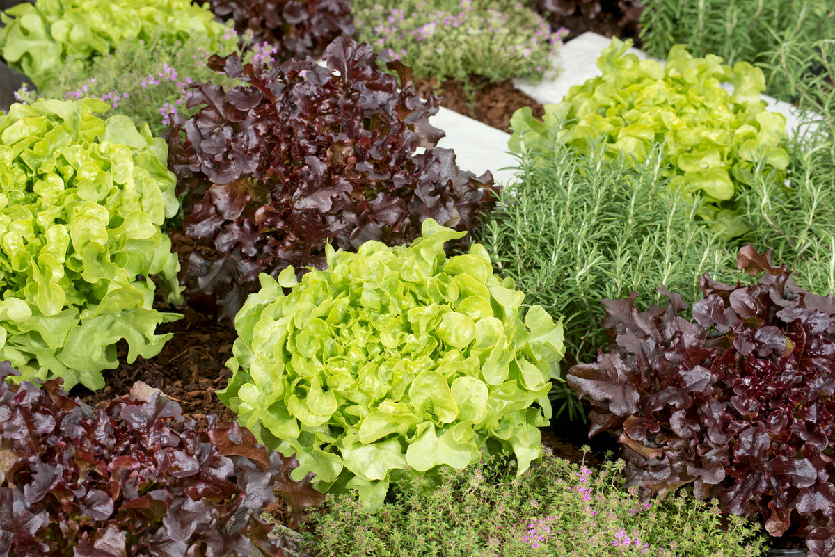 Lettuce Cut & Come Again MIX – Egmont Seeds