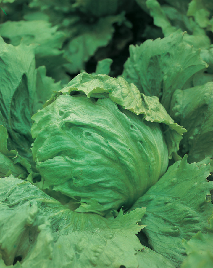 Lettuce Legacy – Egmont Seeds