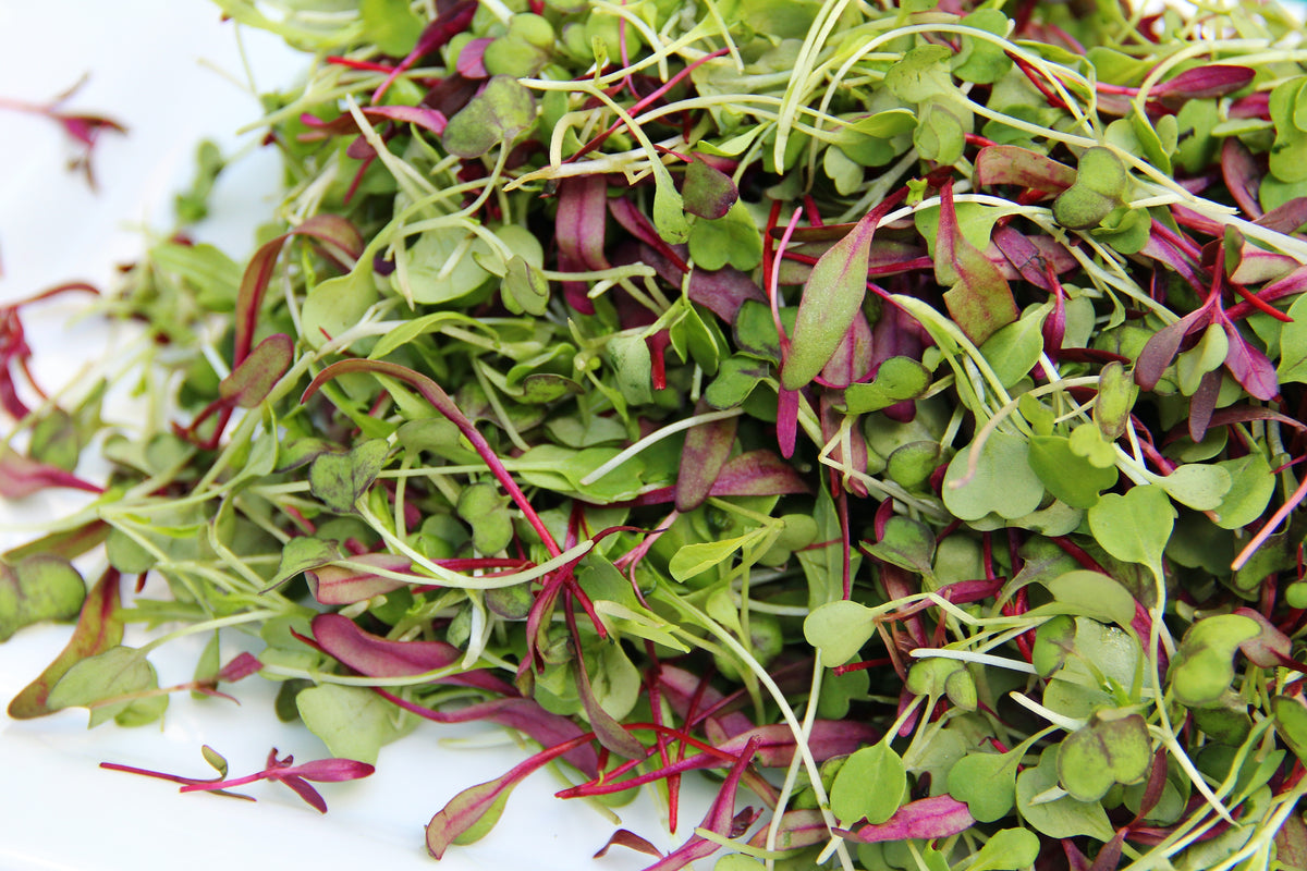 Microgreens Mix – Egmont Seeds