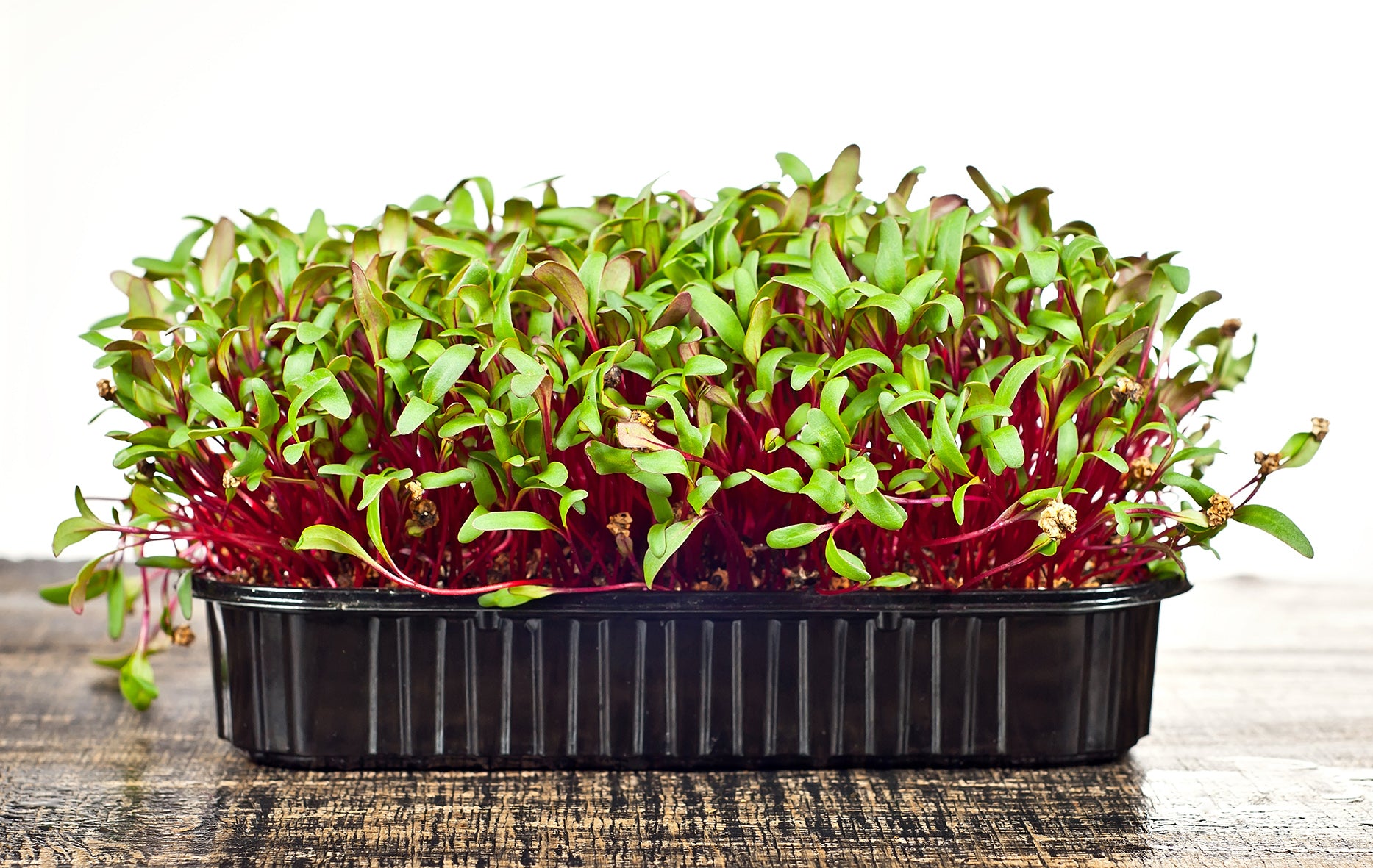 Microgreens Beetroot Bulls Blood – Egmont Seeds