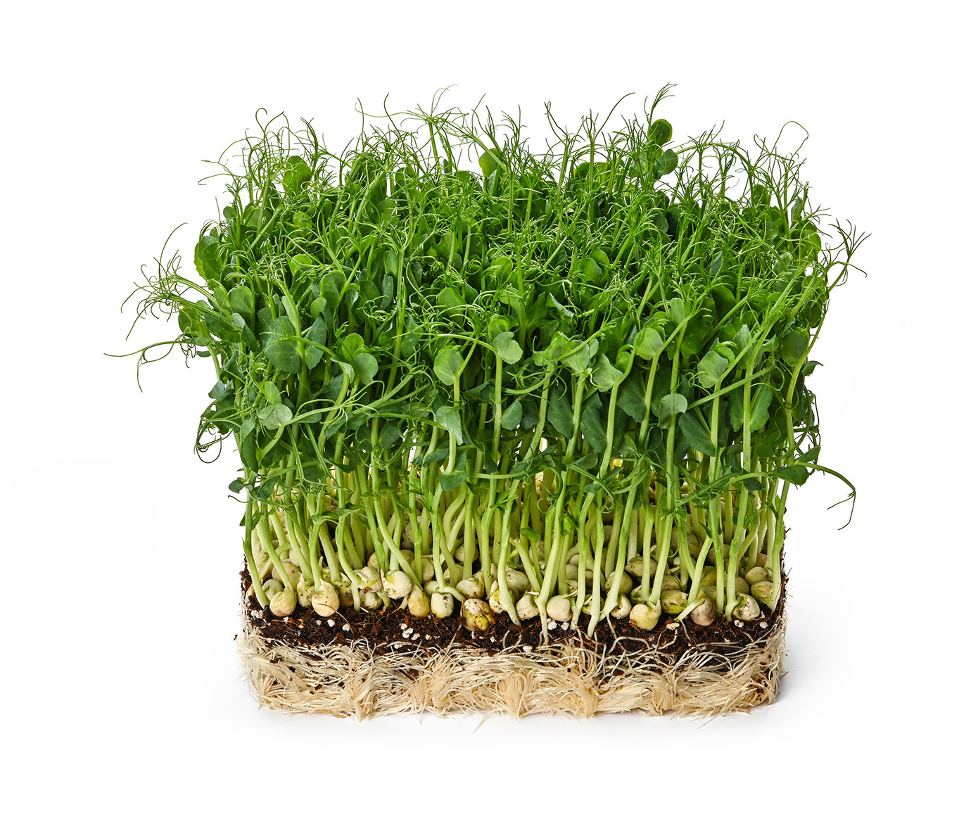 Microgreens Pea Fiji – Egmont Seeds