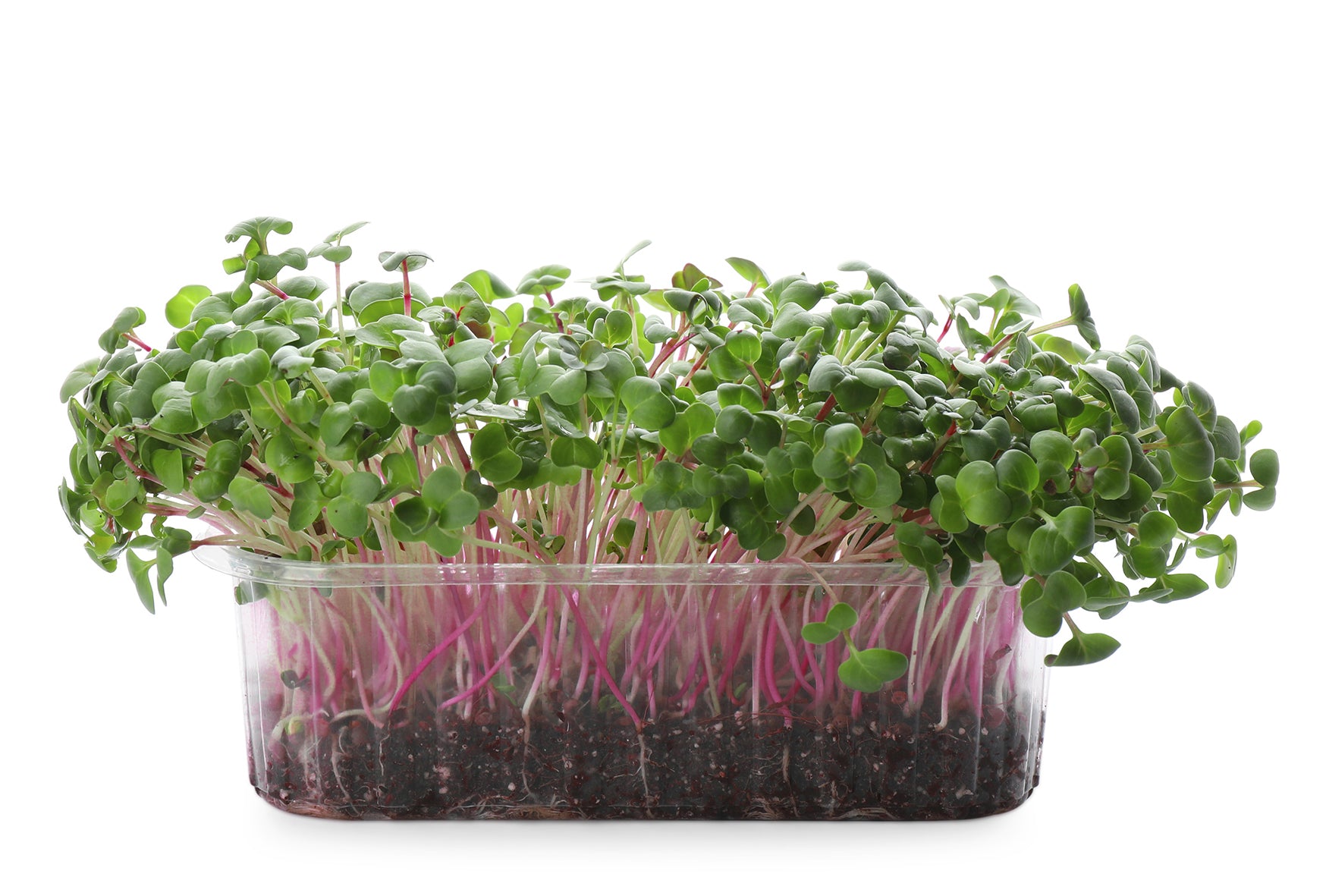 Microgreens Radish Red Arrow – Egmont Seeds