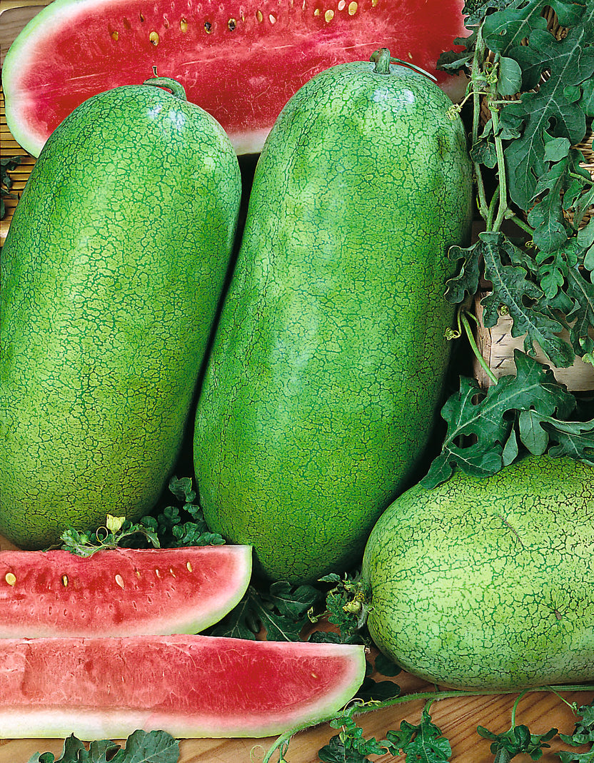 Melon - Watermelon Charleston Grey – Egmont Seeds