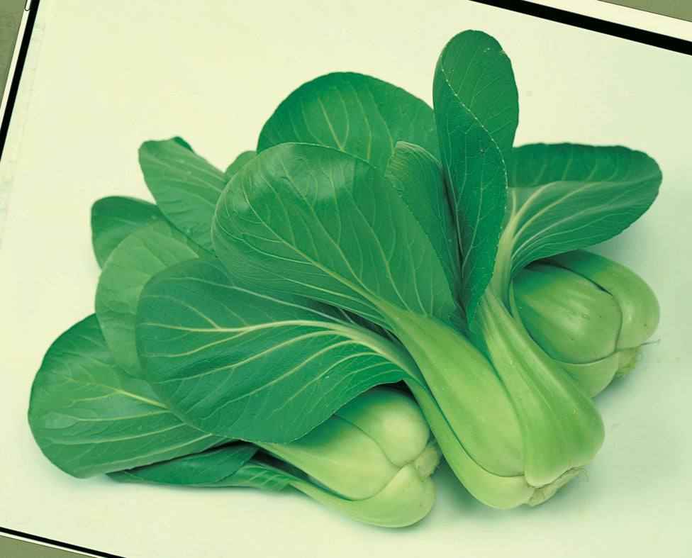 Oriental Pak Choi Green Fortune – Egmont Seeds