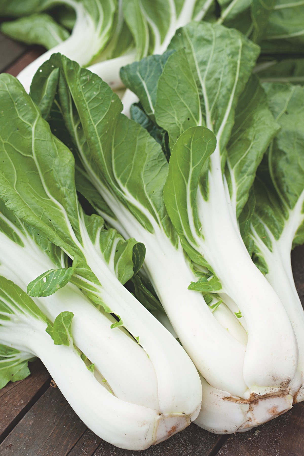 Free Seeds (For the choosing) – Page 5– Egmont Seeds