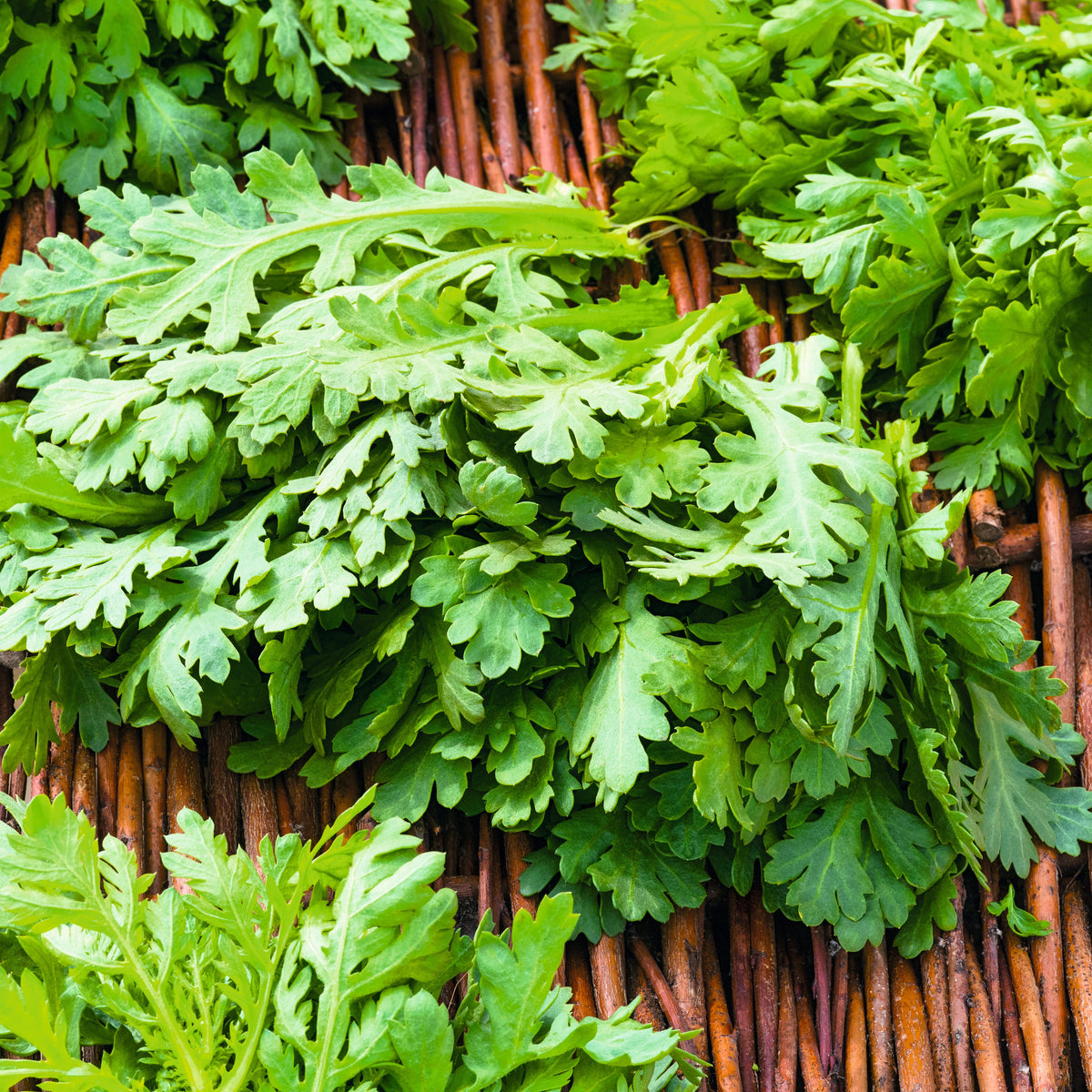 Free Seeds (For the choosing) – Page 9– Egmont Seeds